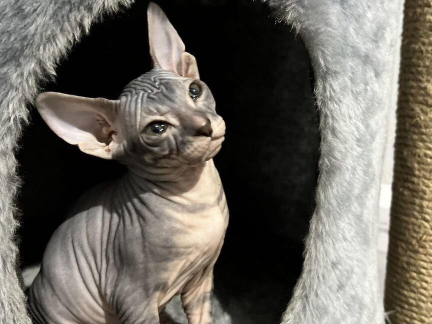 Котята сфинкс