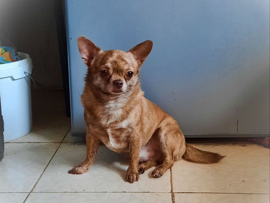 Чихуахуа, кобель три года РКФ