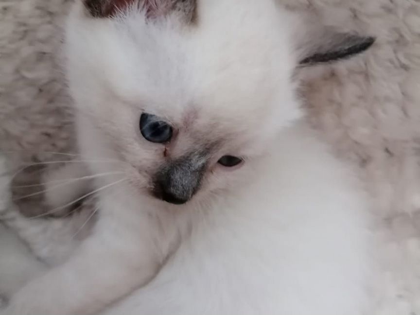 Котята очень красивые отдам в добры руки бесплатно