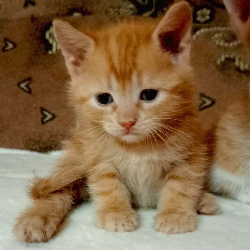 Отдаю в добрые руки котят
