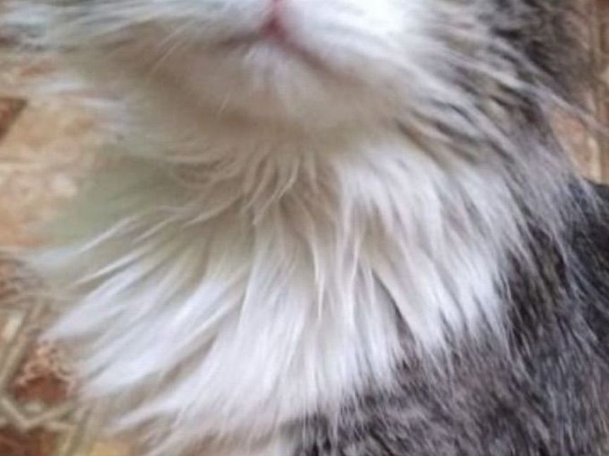 Кошка