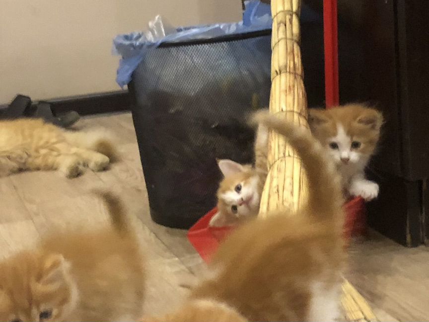 Котята в добрые руки