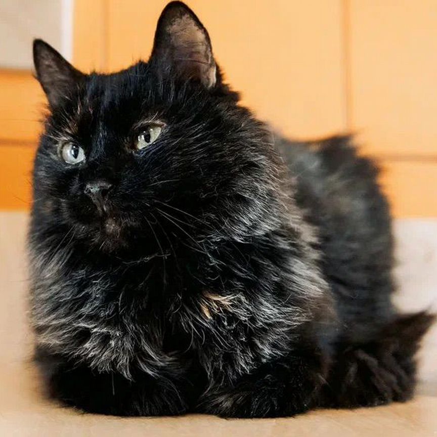 Кошка черная из приюта в добрые руки бесплатно