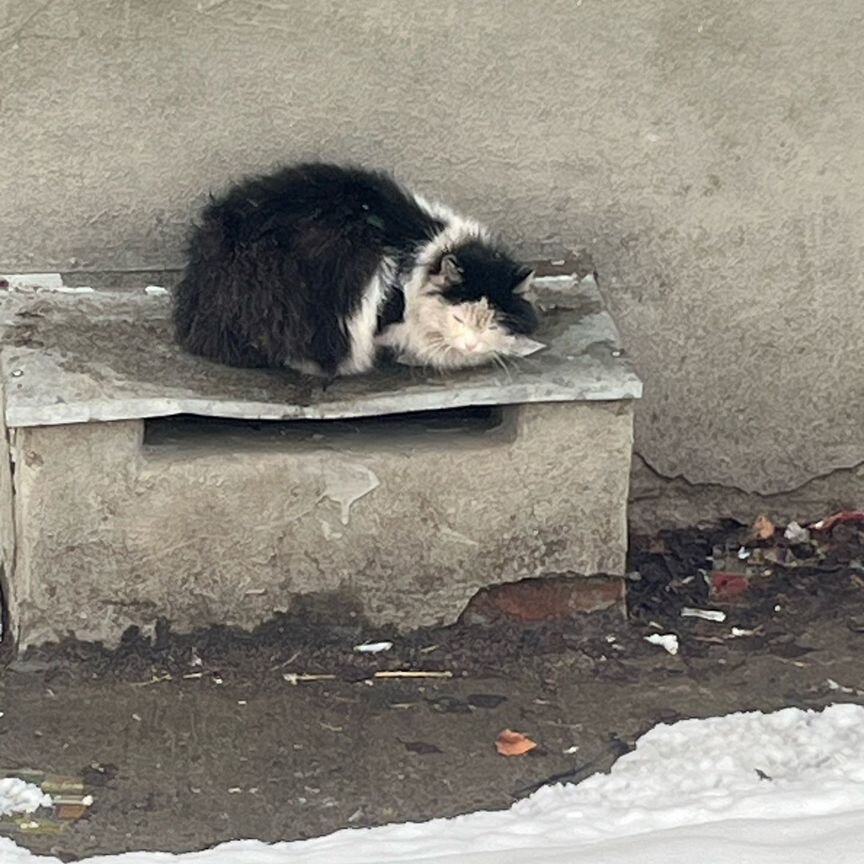 Кошке Бусинке нужна помощь