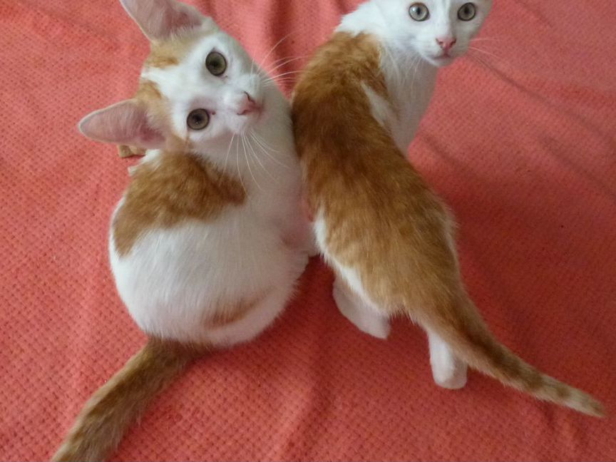 Семья турецкой короткошерстной кошки ищет дом