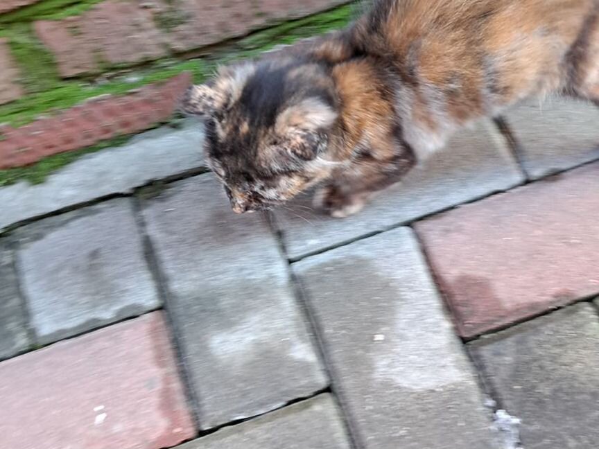 Кошка 2мес в добрые руки