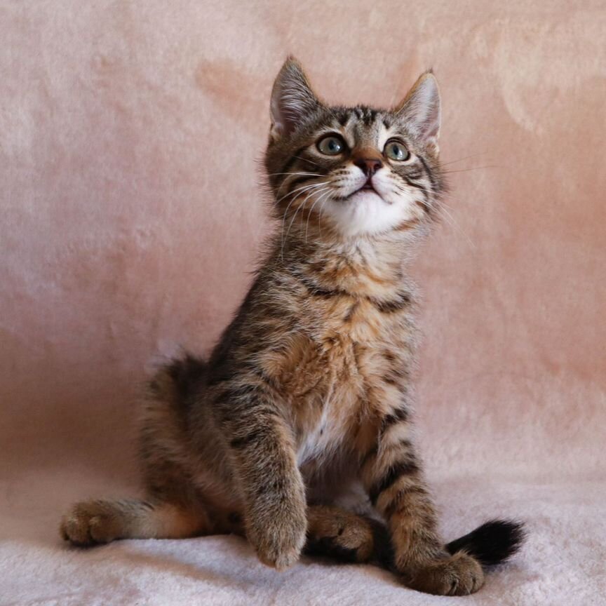 Котёнок в дар