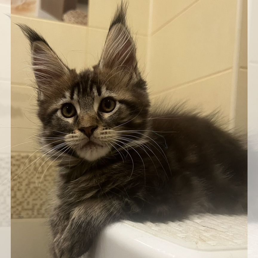 Мейн-кун котёнок