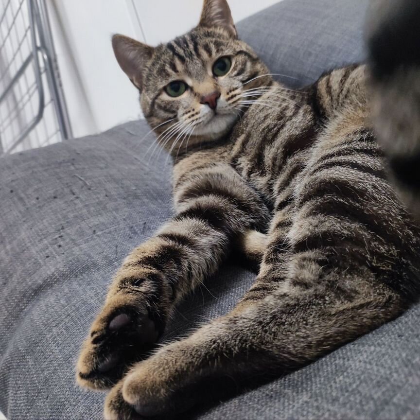 Домик для кошки уличный