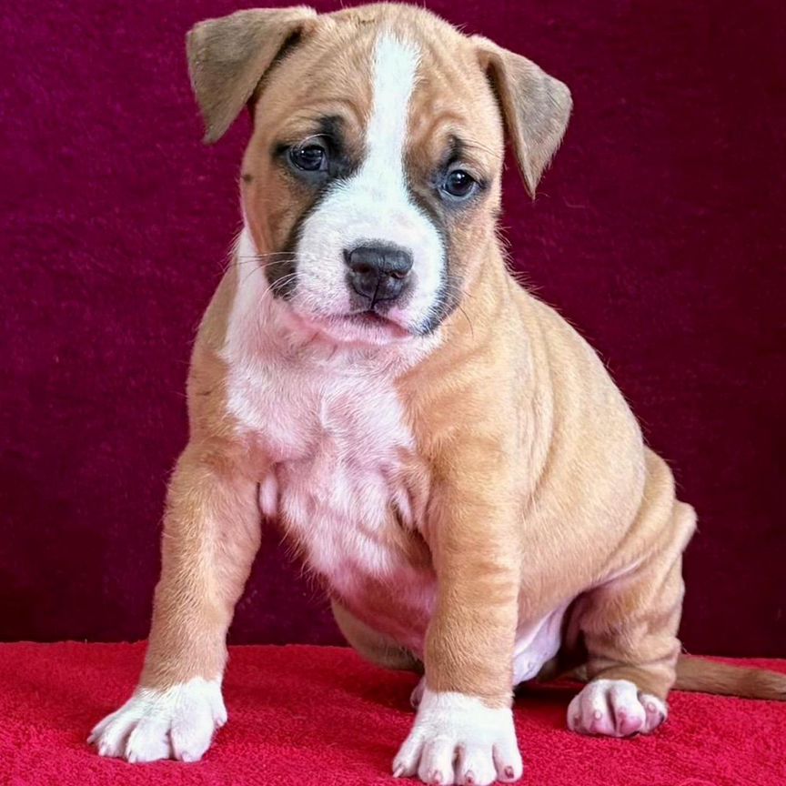 Американский стаффордширский терьер, щенок