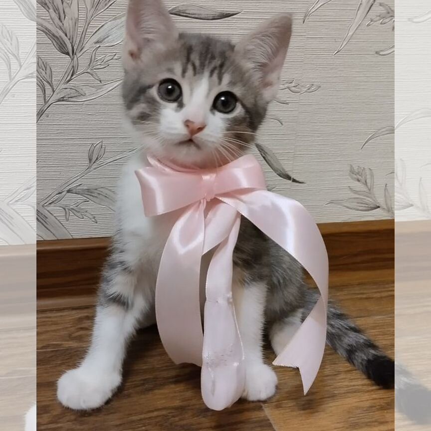 Котята - девчата в добрые руки