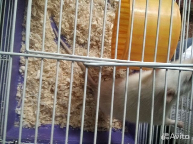 Крыса, домашняя