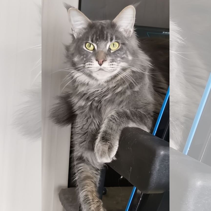 Мейн-кун, взрослый кот