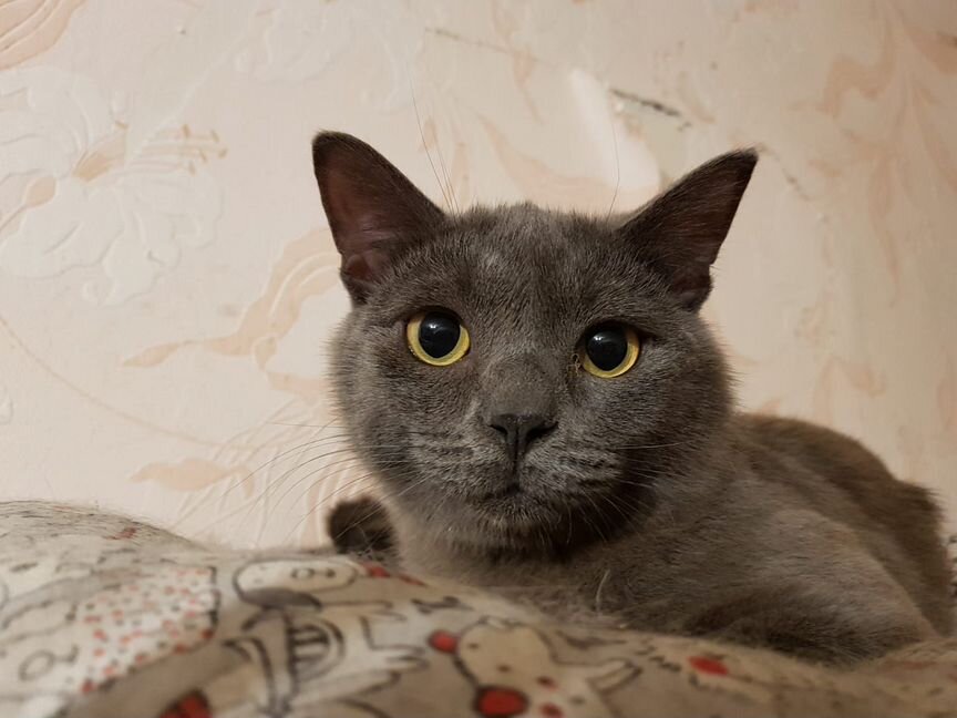 Котик в добрые руки