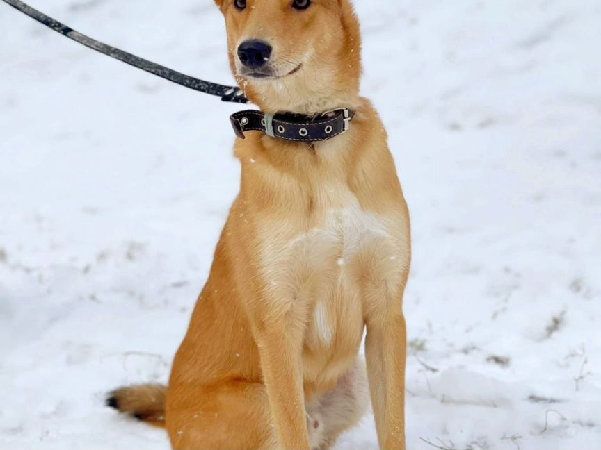 Очаровательный пёс ищет семью