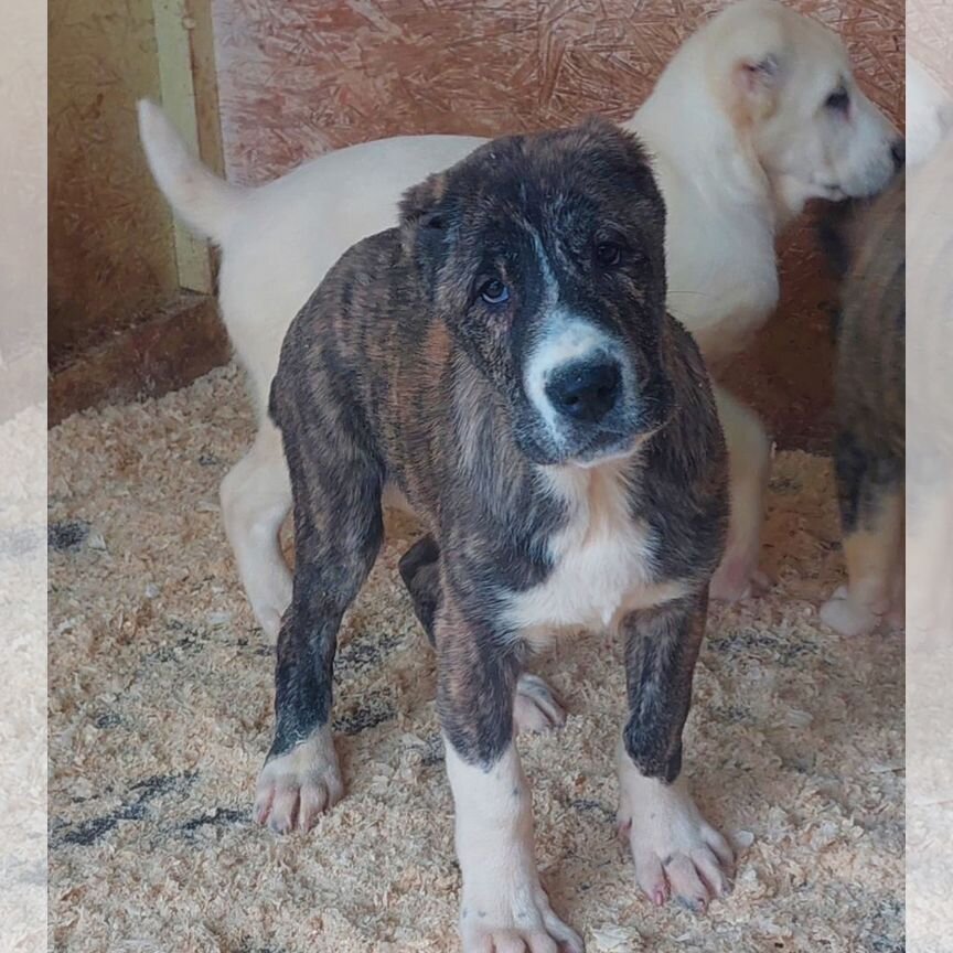 Среднеазиатская овчарка, щенок