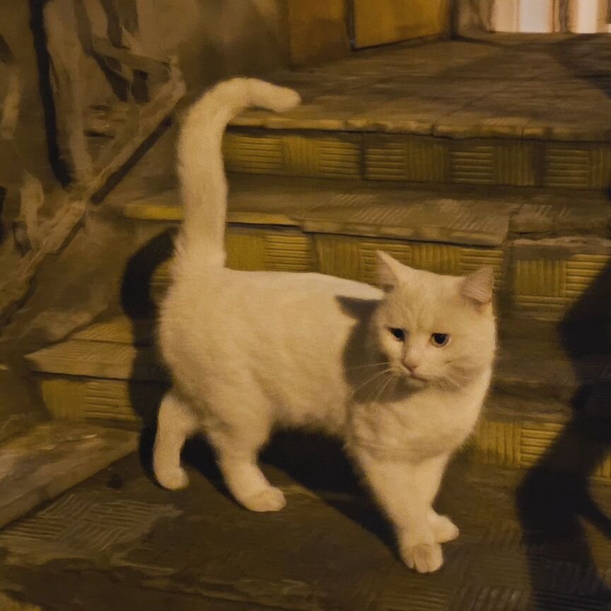 Кот в подъезде