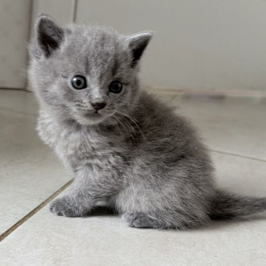 Шотландский вислоухий короткошёрстный котёнок