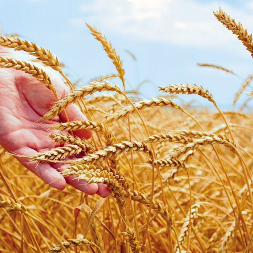 Пшеница 10 р, ячмень 10 р, кукуруза 15 р, горох 15