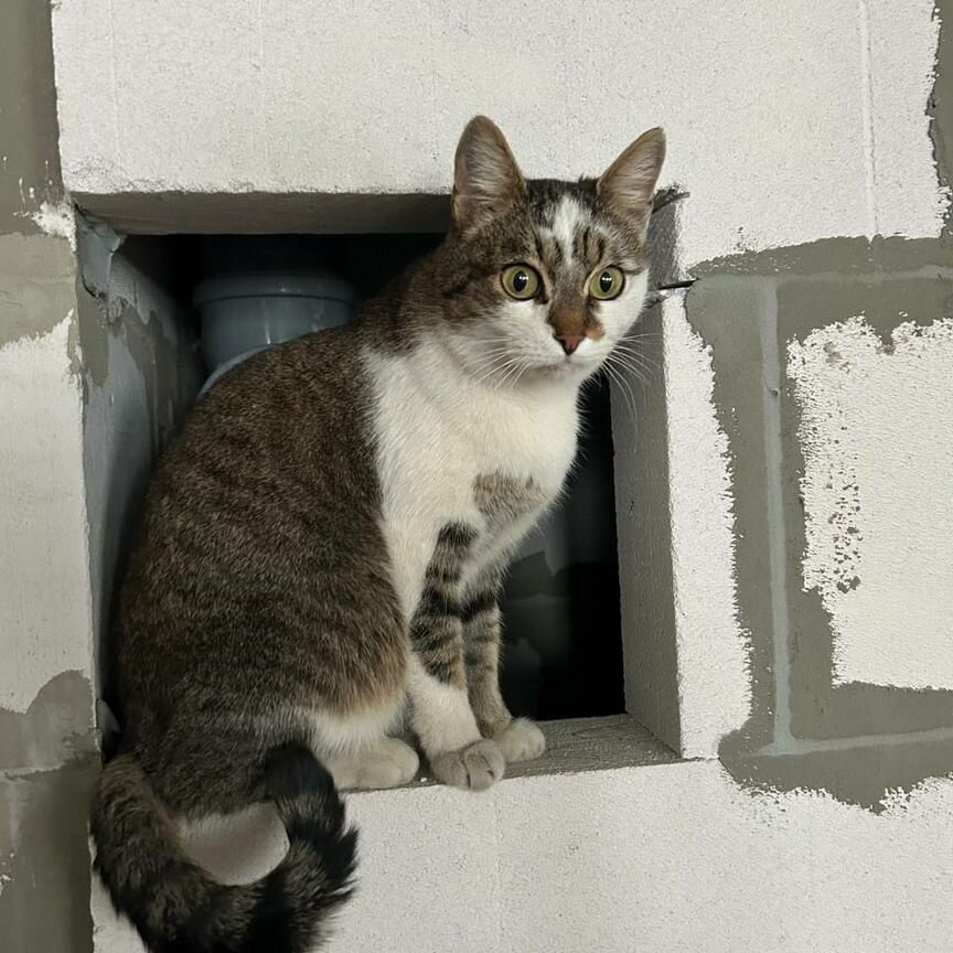 Кошечка Зарянка ищет дом