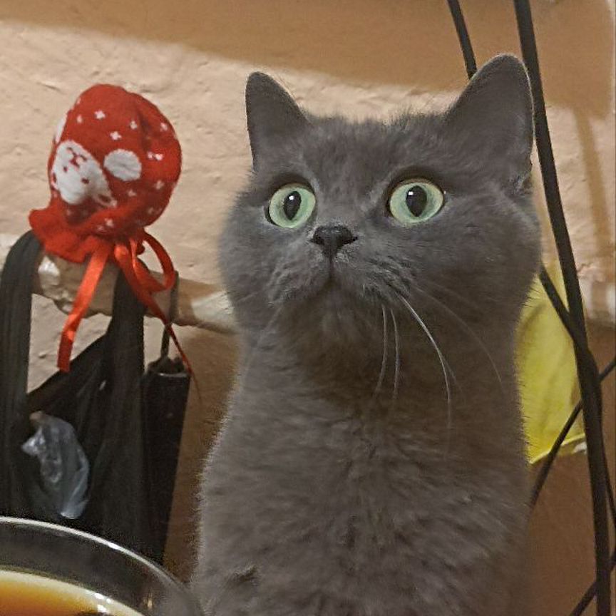 Ищем кота для кошки