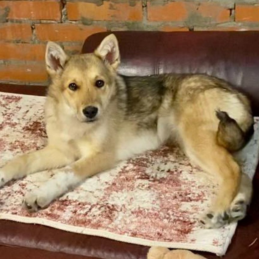 Славная девочка щенок в добрые руки