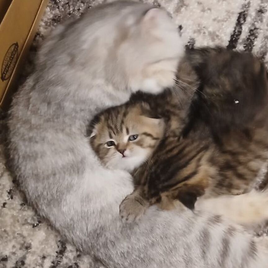 Шотландский вислоухий короткошёрстный котёнок