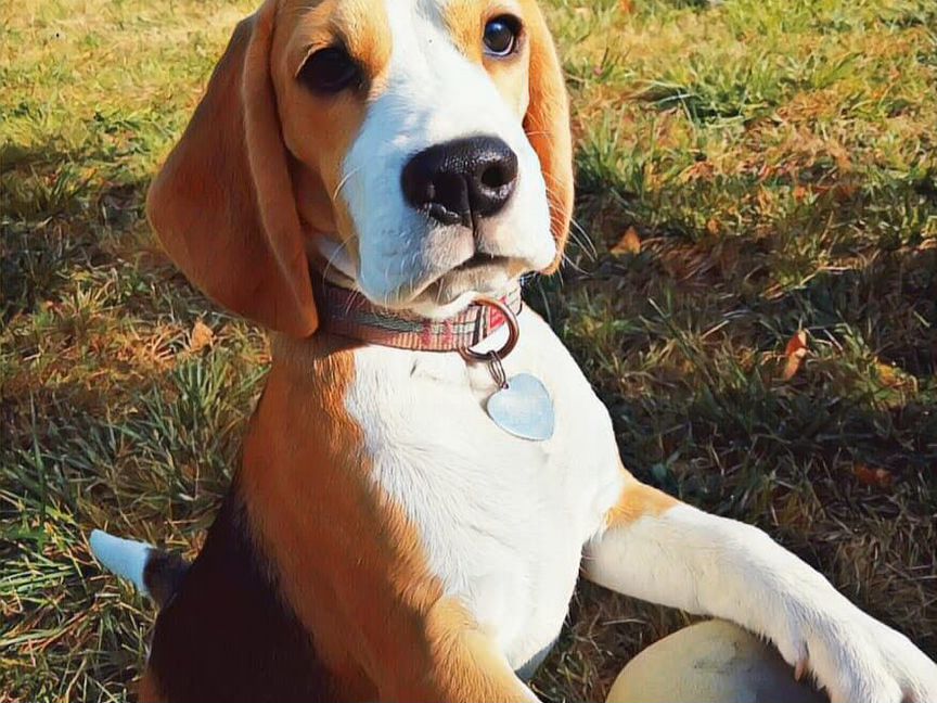 Бигль в добрые руки