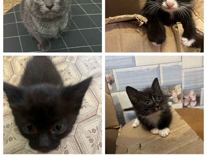 Кошки все девочки один самый маленький мальчик