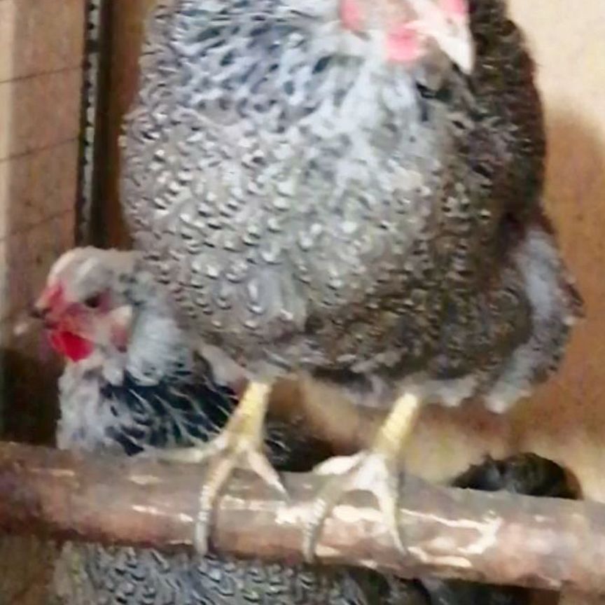 Куры петухи