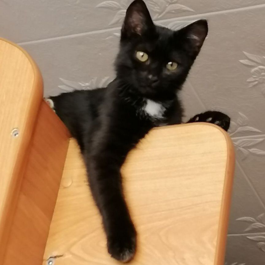 Котёнок в добрые руки бесплатно