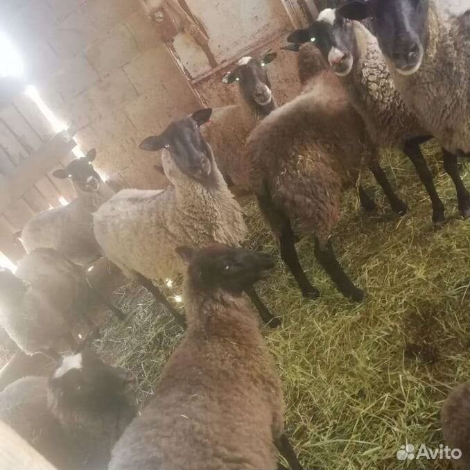 Две овечки, Романовские крупные