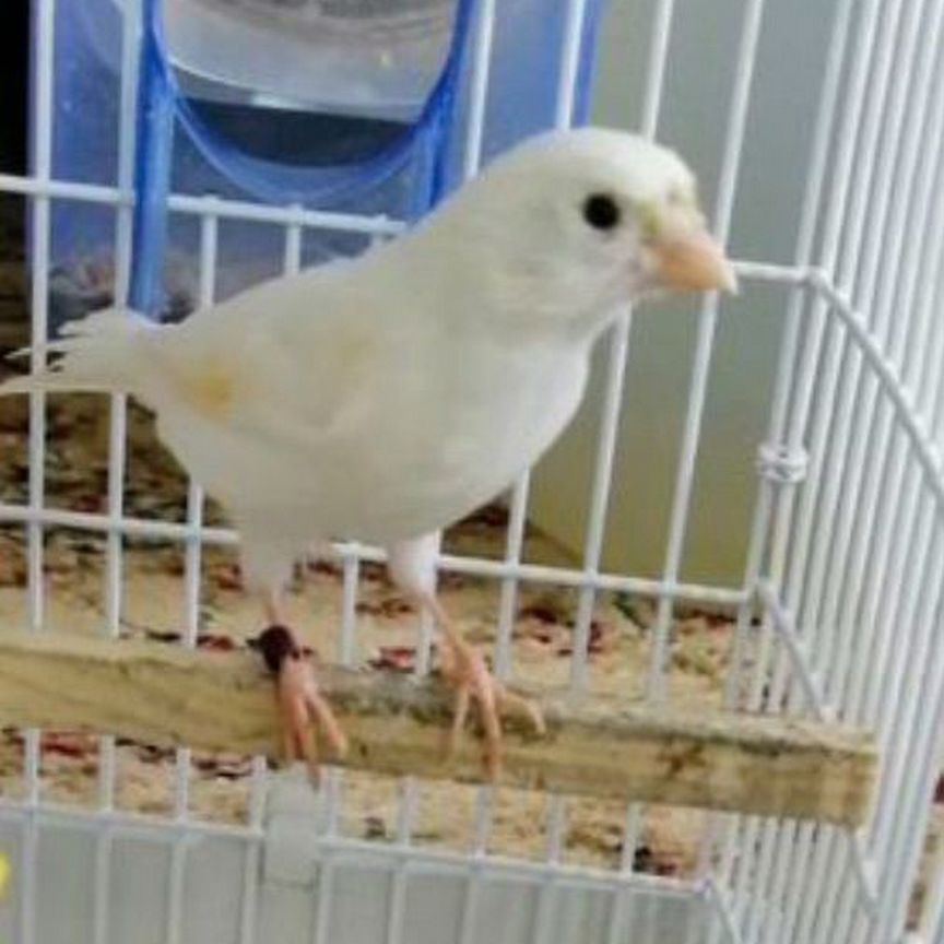 Канарейки овсяночного напева