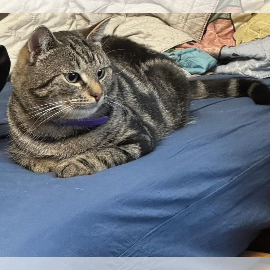 Взрослый кот в добрые руки