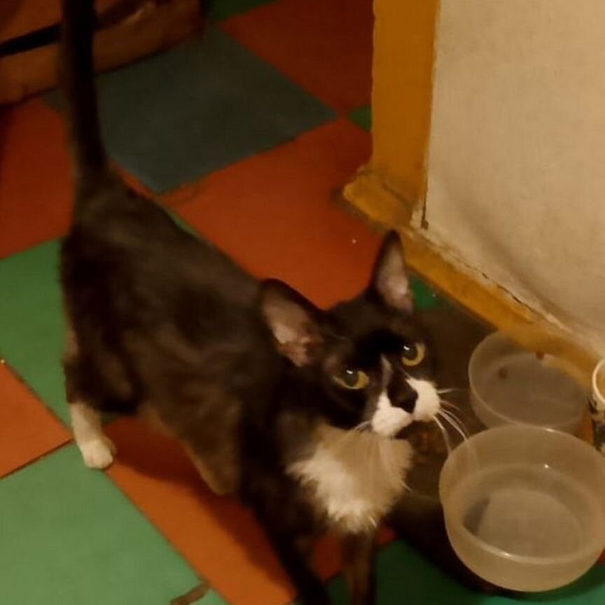 Спасите котика