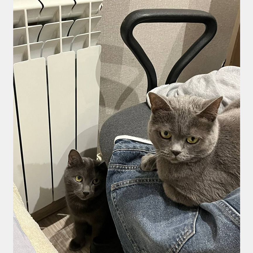 Кошки в добрые руки