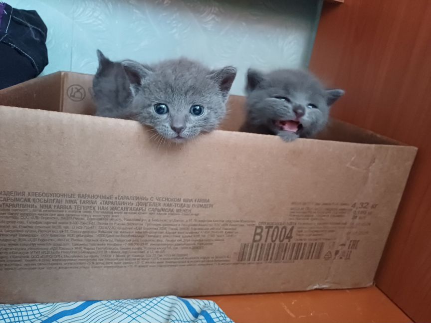 Красивые котята