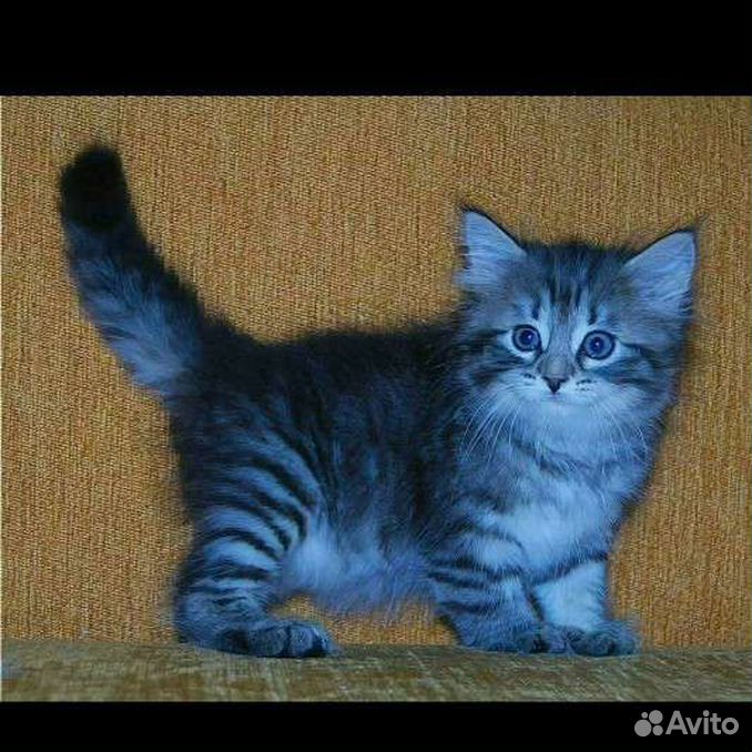 Котенок мальчик пуховый