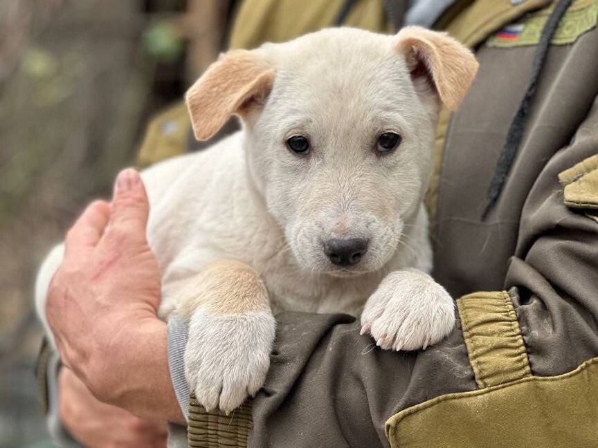 Отдам щенка от крупной собаки