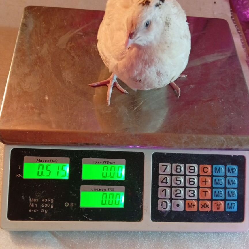 Перепела Белый Гигант