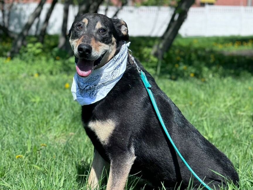 Спасите Лекса из приюта