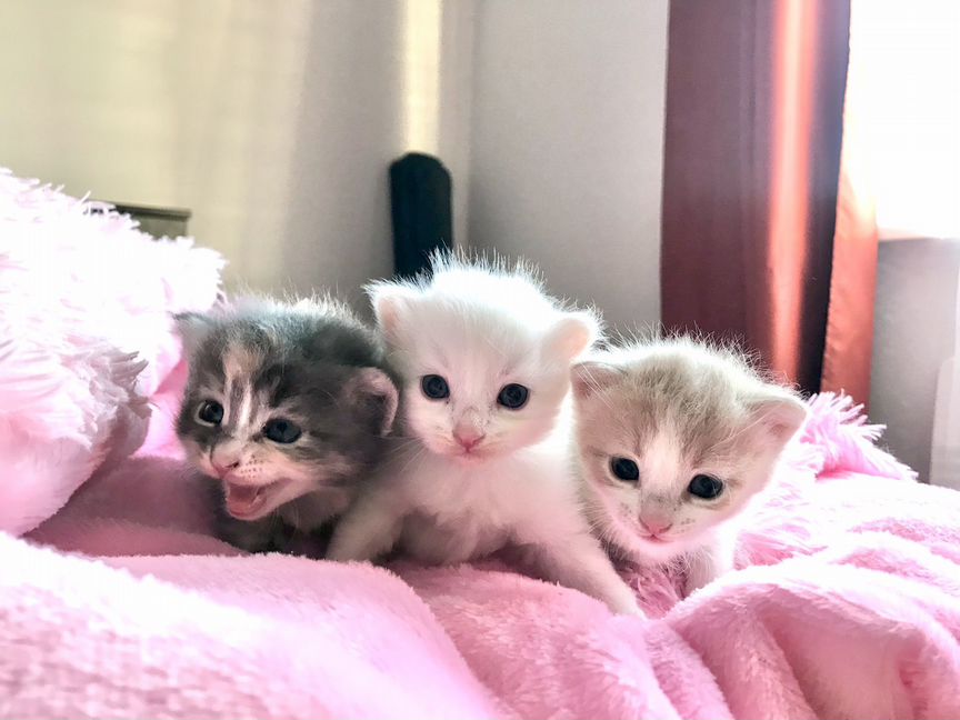 Котята от домашней кошки ангорской
