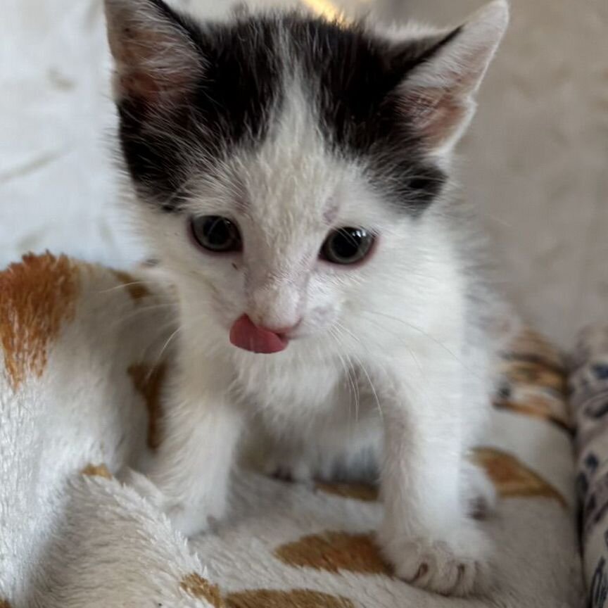 Котёнок в добрые руки