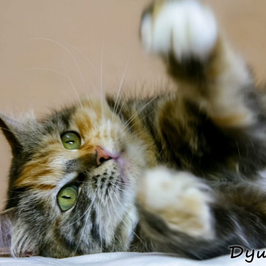 Кошка Душечка