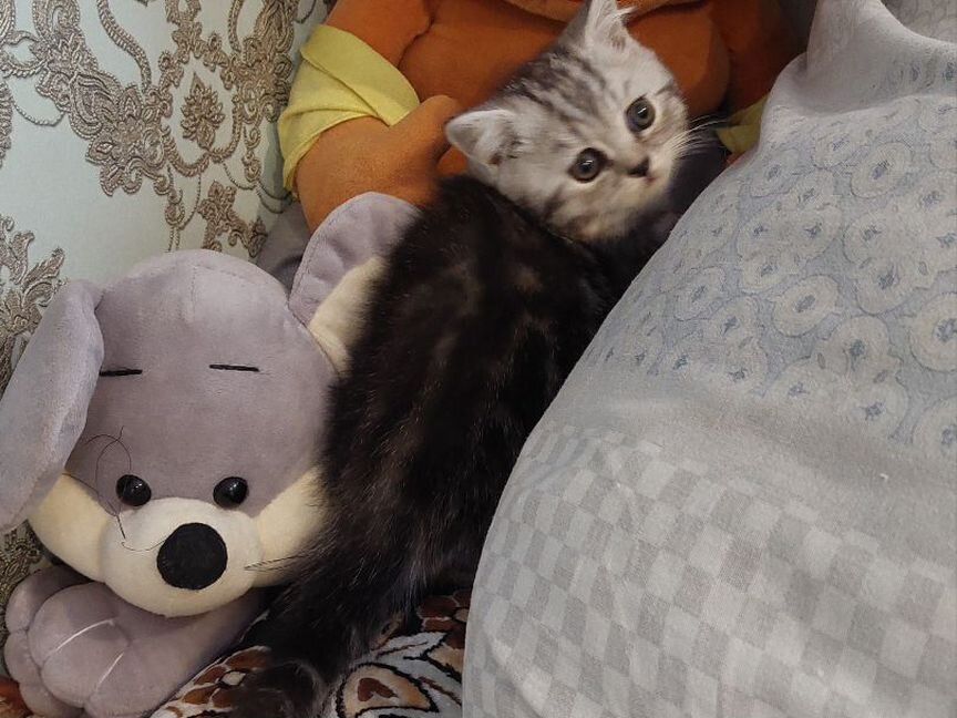 Шотландский котёнок