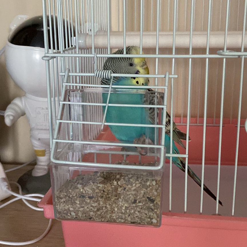 Волнистый попугай вместе с клеткой бесплатно