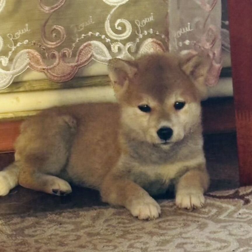 Сиба-ину, щенок
