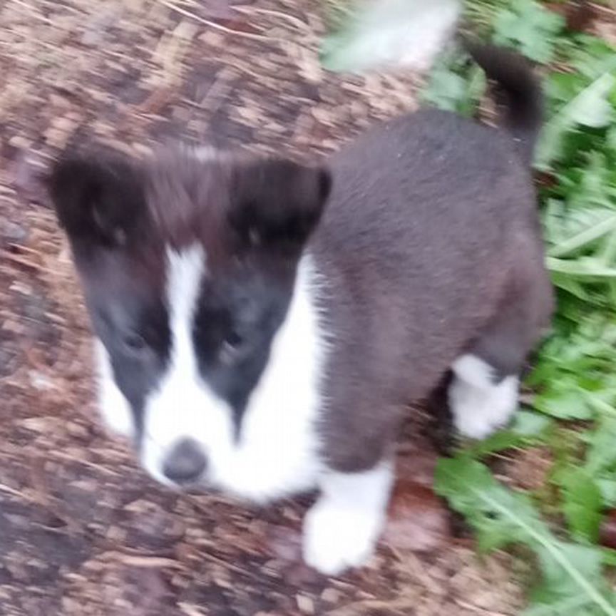 Щенки Руско-европейские