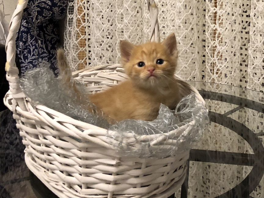 Котята в добрые руки