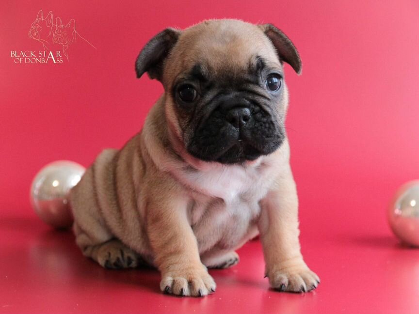 Щенки французского бульдога